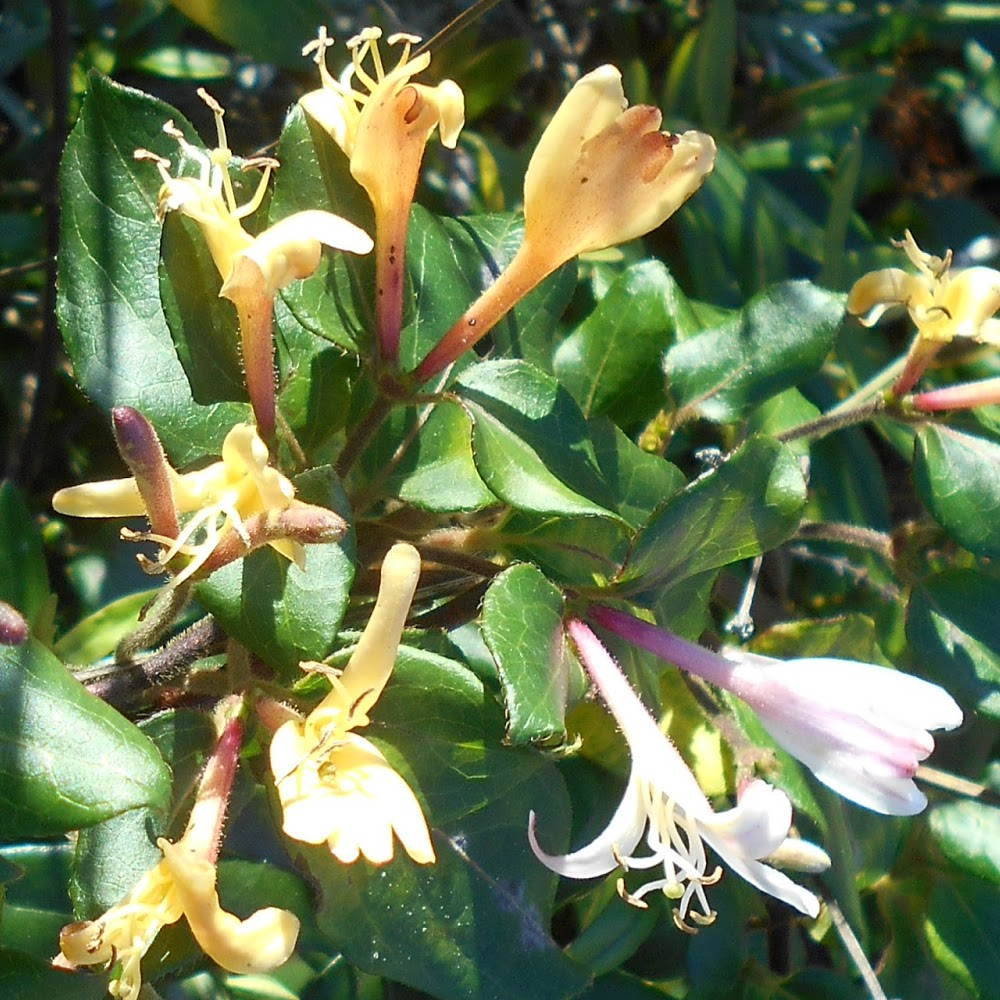 Lonicera henryi | Henry's Honeysuckle – Gardeners Dream