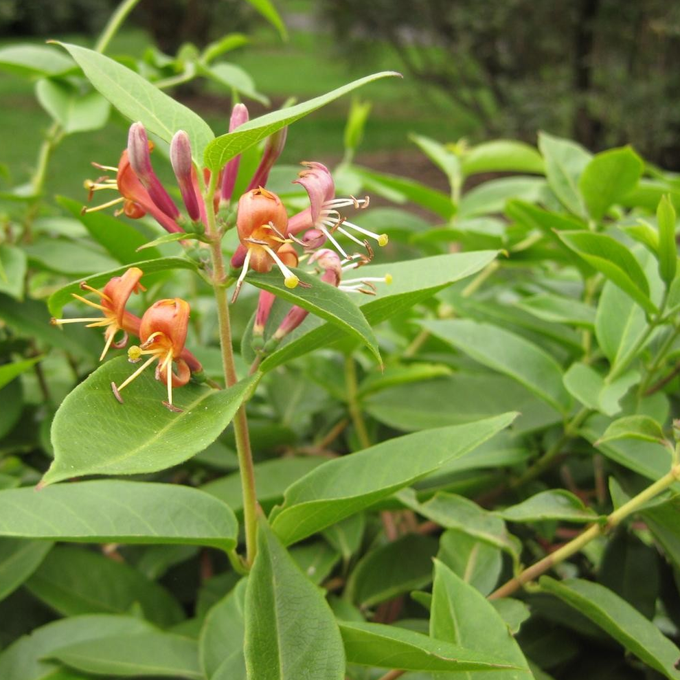 Lonicera henryi | Henry's Honeysuckle – Gardeners Dream