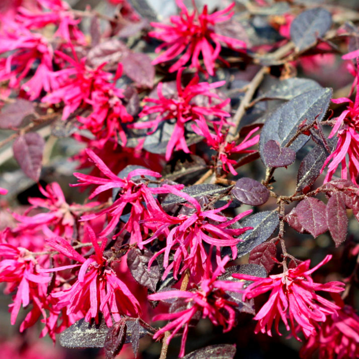 Loropetalum 'Plum Gorgeous' | Chinese Fringe Flower – Gardeners Dream