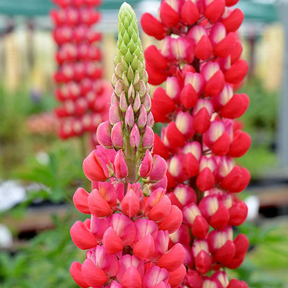 Lupin 'Red Rum' | Lupin – Gardeners Dream