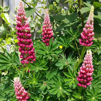 Lupin 'Red Rum' | Lupin – Gardeners Dream