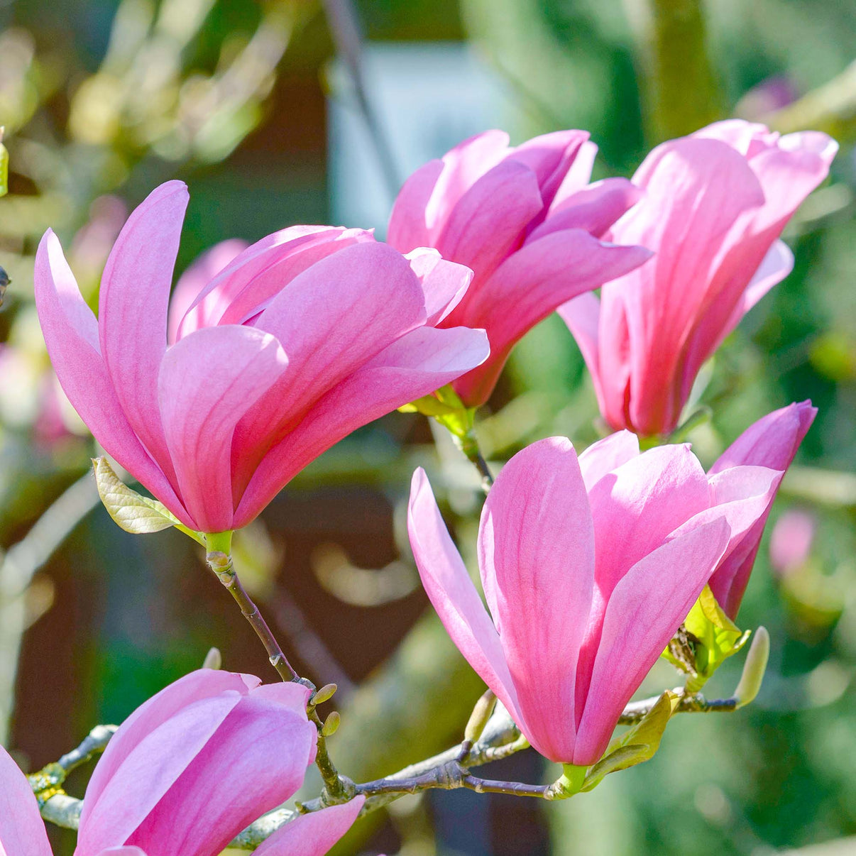 Magnolia 'Galaxy' | Magnolia Tree – Gardeners Dream
