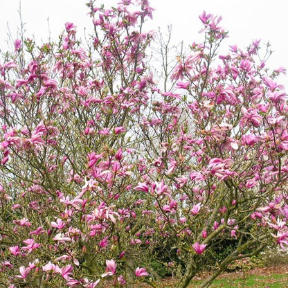Magnolia 'Ricki' | Bull Bay – Gardeners Dream