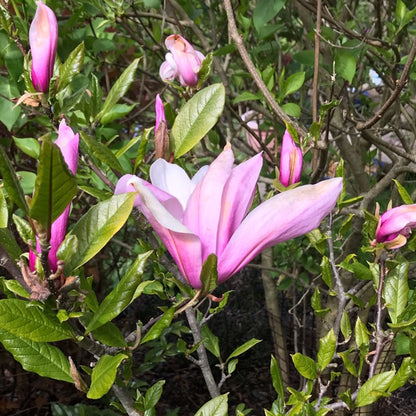 Magnolia 'Ricki' | Bull Bay – Gardeners Dream