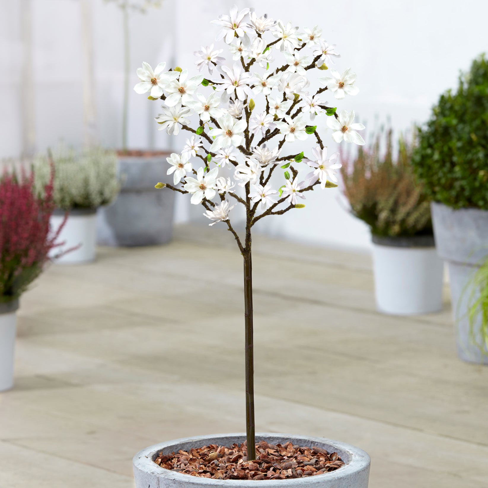 Magnolia stellata Patio Tree | Magnolia Tree – Gardeners Dream