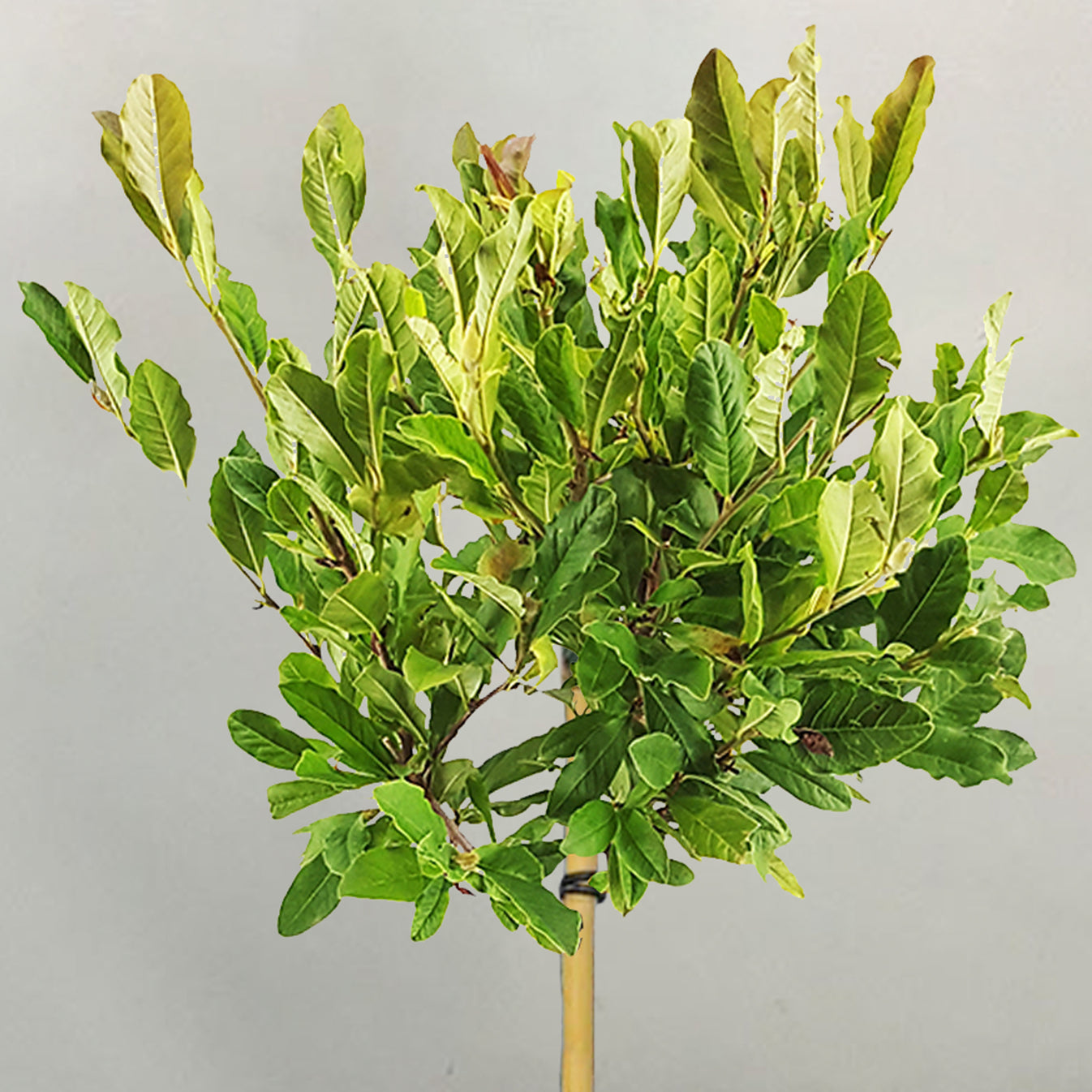 Magnolia stellata Patio Tree | Magnolia Tree – Gardeners Dream