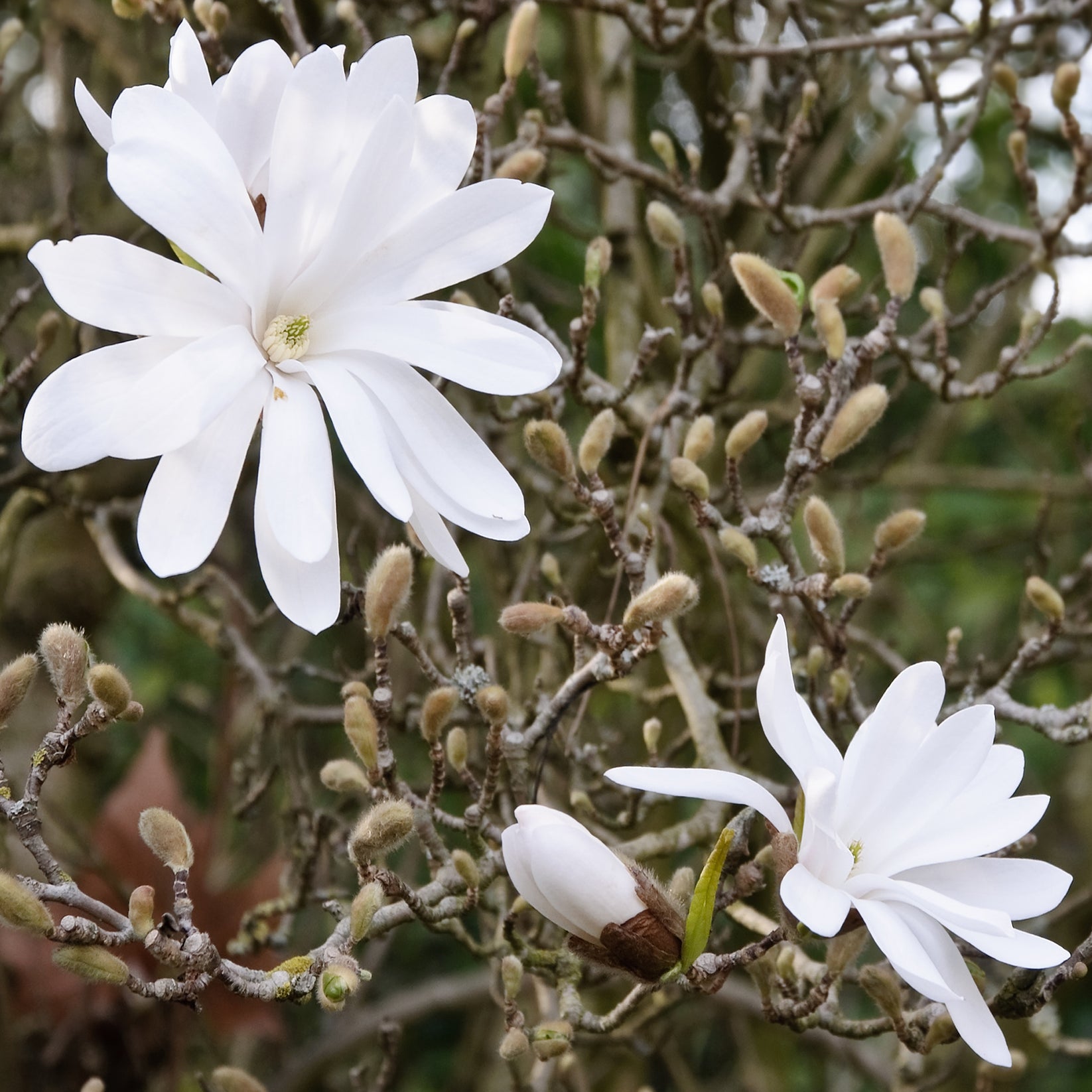 Magnolia stellata Patio Tree | Magnolia Tree – Gardeners Dream
