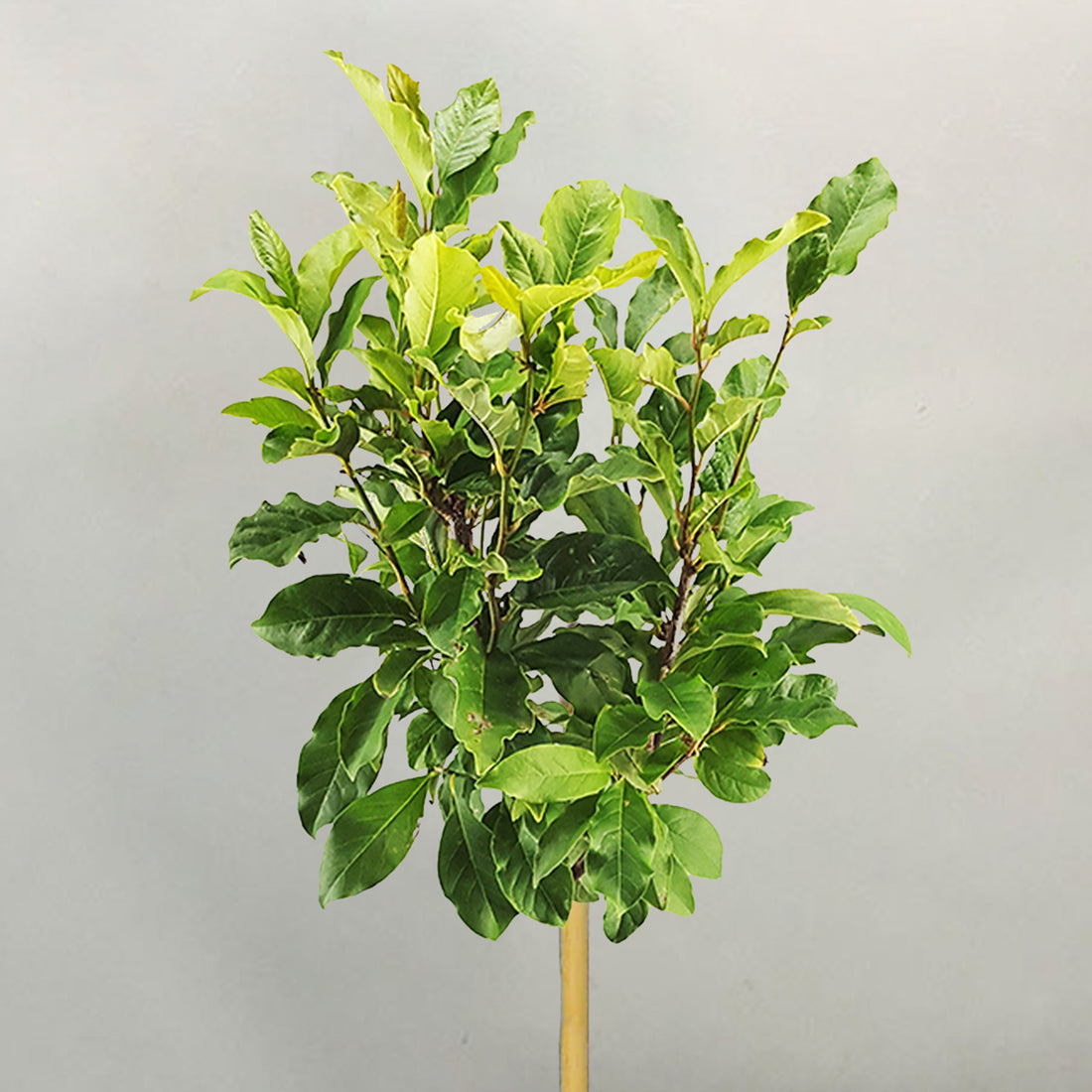 Magnolia 'Susan' Patio Tree | Magnolia Tree – Gardeners Dream
