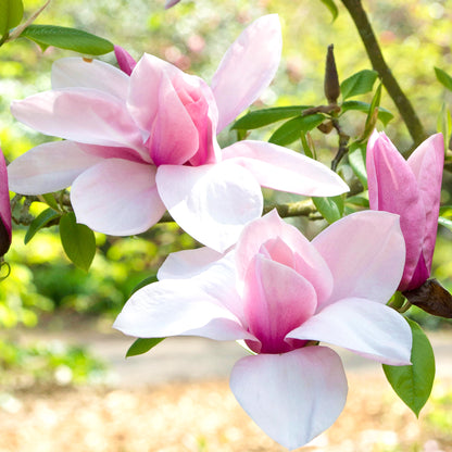 Magnolia 'Star Wars' | Magnolia Tree – Gardeners Dream