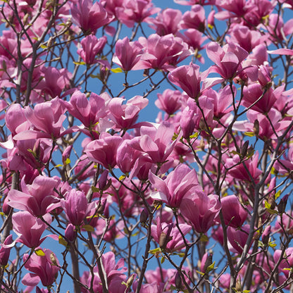 Magnolia 'Star Wars' | Magnolia Tree – Gardeners Dream