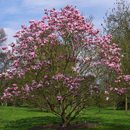 Magnolia 'Star Wars' | Magnolia Tree – Gardeners Dream