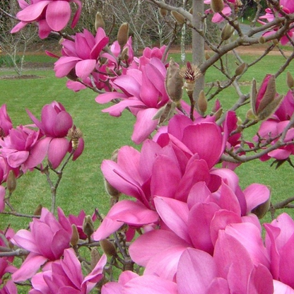 Magnolia 'Genie' | Magnolia Tree – Gardeners Dream