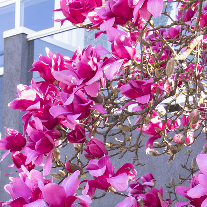 Magnolia 'Genie' | Magnolia Tree – Gardeners Dream