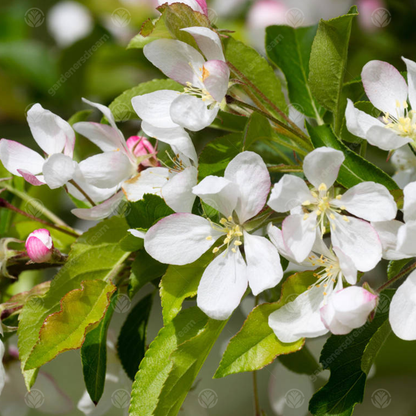 Malus 'Comtesse de Paris' | Crab Apple Tree – Gardeners Dream