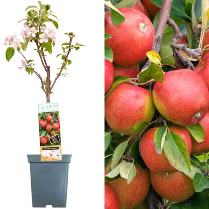 Apple 'Braeburn' Patio Tree | Apple Tree – Gardeners Dream