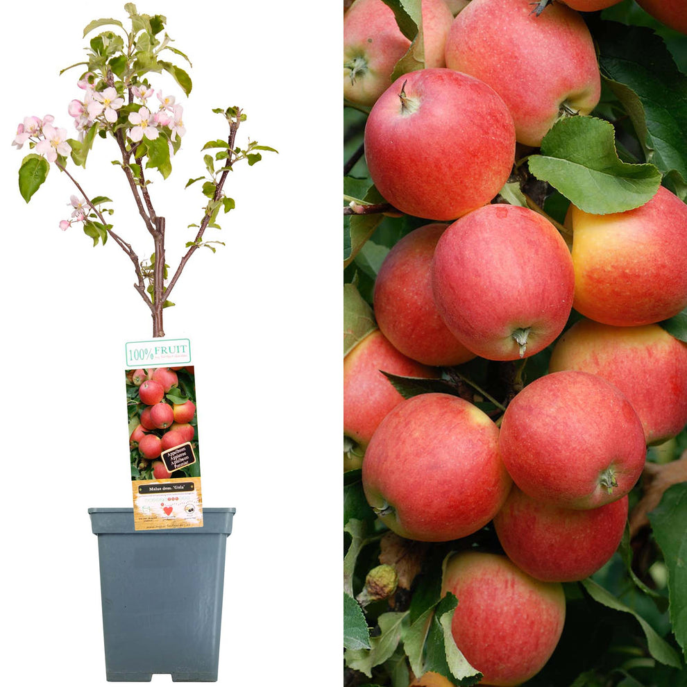 Apple 'Gala' Patio Tree | Apple Tree – Gardeners Dream
