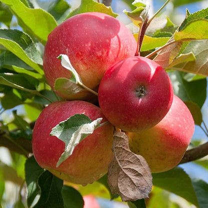 Apple 'Gala' Patio Tree | Apple Tree – Gardeners Dream