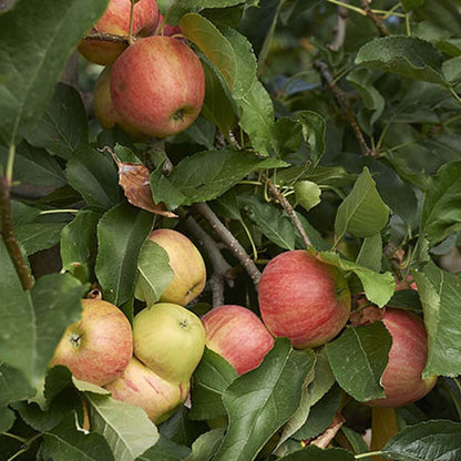 Apple 'Gala' Patio Tree | Apple Tree – Gardeners Dream