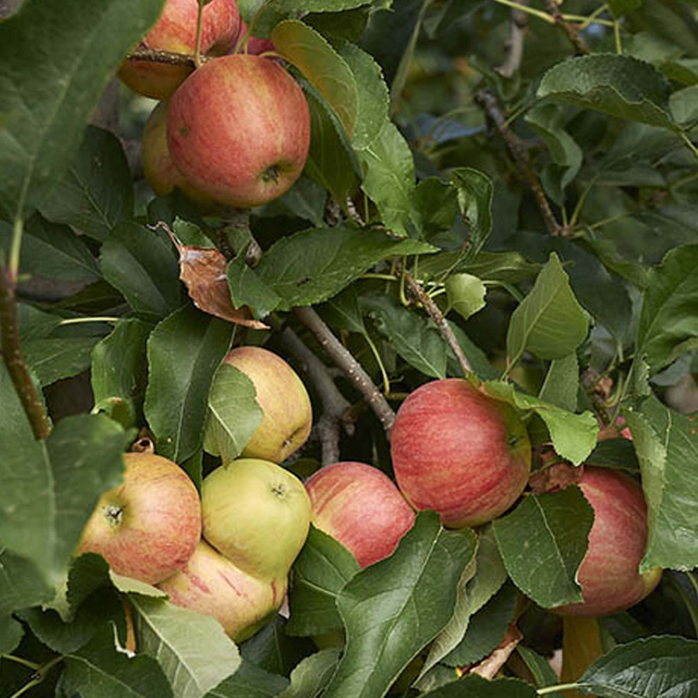 Apple 'Gala' Patio Tree | Apple Tree – Gardeners Dream