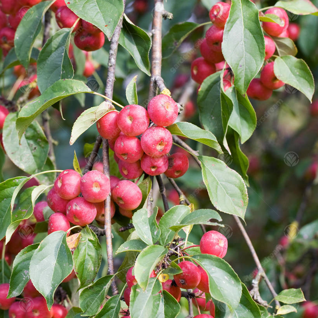 Malus 'Fruitilicious' | Crab Apple Tree – Gardeners Dream