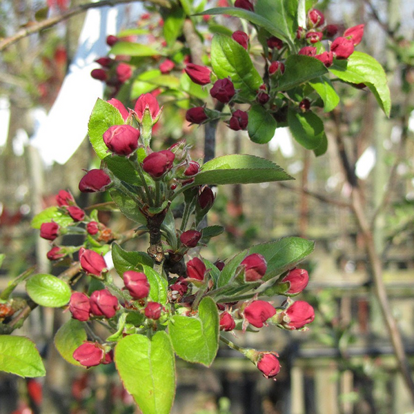 Malus 'Evereste' | Crab Apple Tree – Gardeners Dream