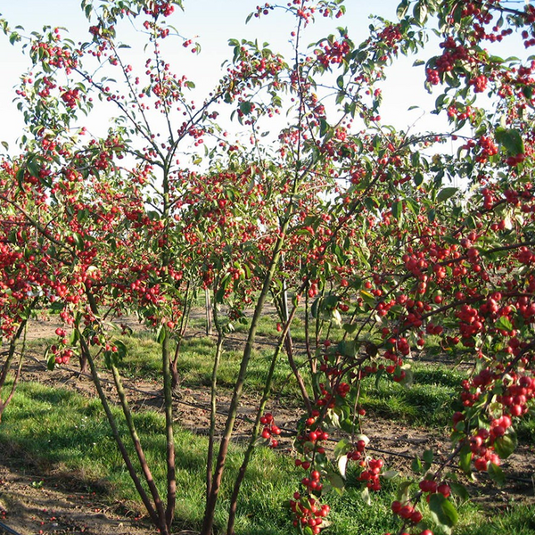 Malus 'Evereste' | Crab Apple Tree – Gardeners Dream