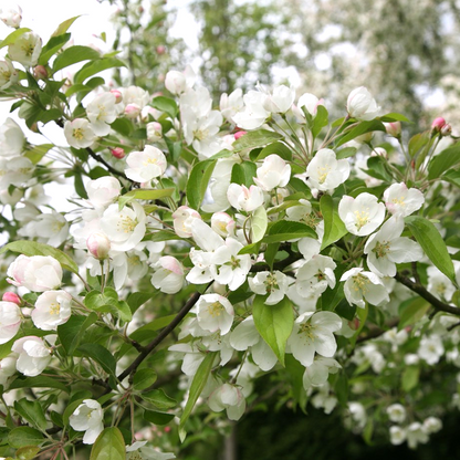 Malus 'Evereste' | Crab Apple Tree – Gardeners Dream