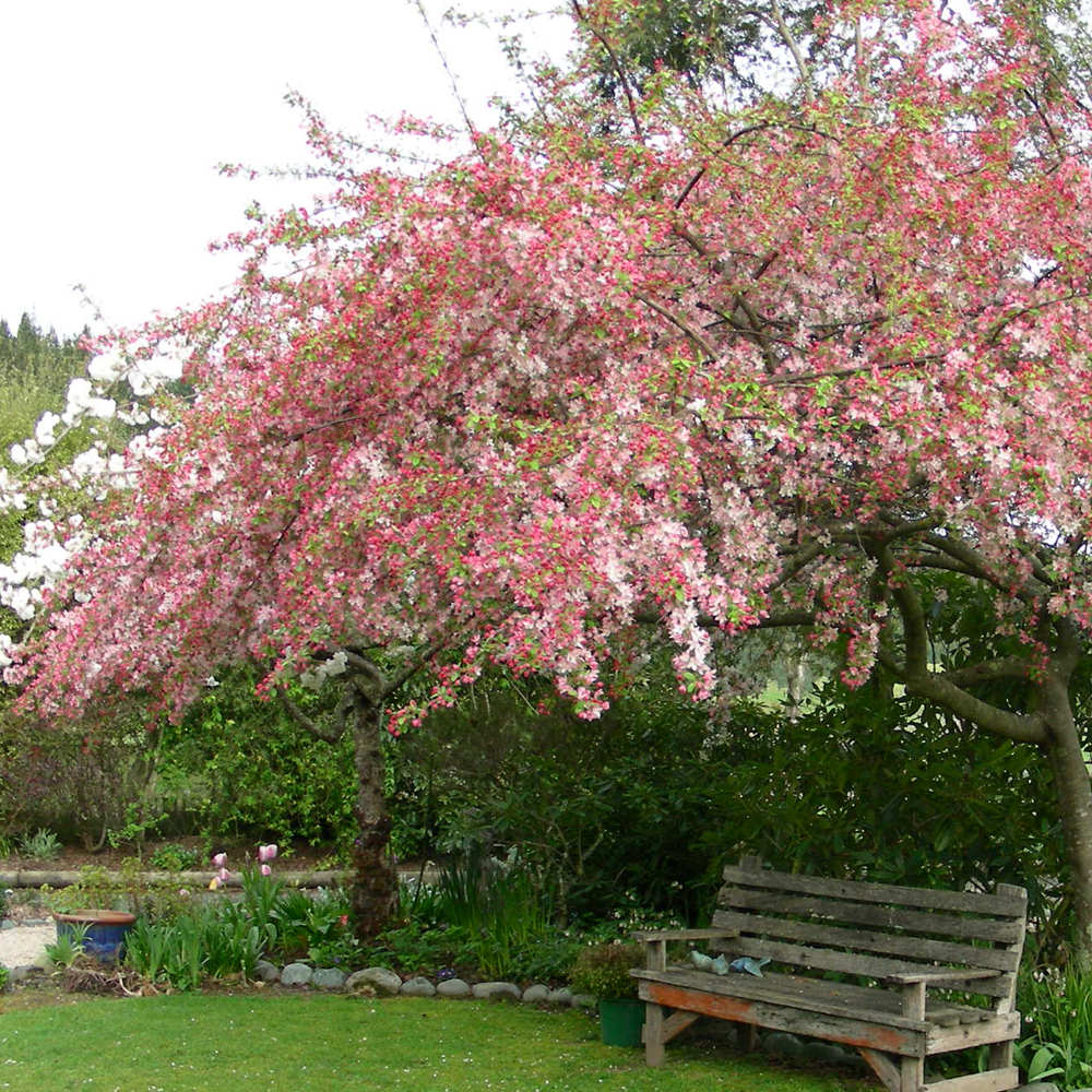 Malus 'Gorgeous' | Crab Apple Tree – Gardeners Dream