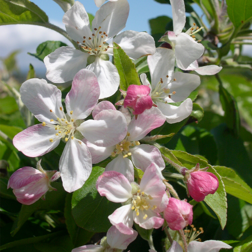 Malus 'Gorgeous' | Crab Apple Tree – Gardeners Dream