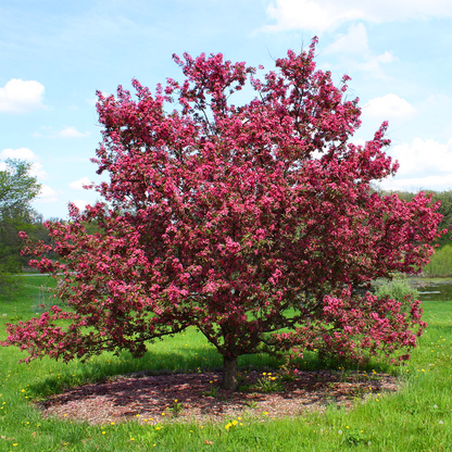 Malus 'Scarlett' | Crab Apple Tree – Gardeners Dream