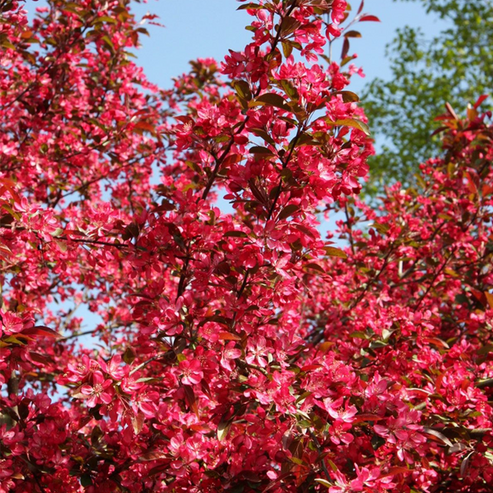 Malus 'Scarlett' | Crab Apple Tree – Gardeners Dream