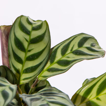 Baby Maranta 'Amabilis' | Prayer Plant – Gardeners Dream