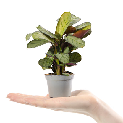 Baby Maranta 'Amabilis Mint' | Prayer Plant – Gardeners Dream