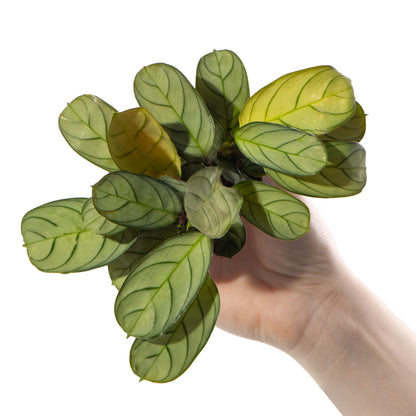 Baby Maranta 'Amabilis Mint' | Prayer Plant – Gardeners Dream