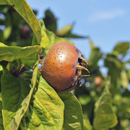 Mespilus 'Nottingham' | Medlar Tree – Gardeners Dream