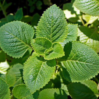 Spanish Mint | Spanish Mint – Gardeners Dream