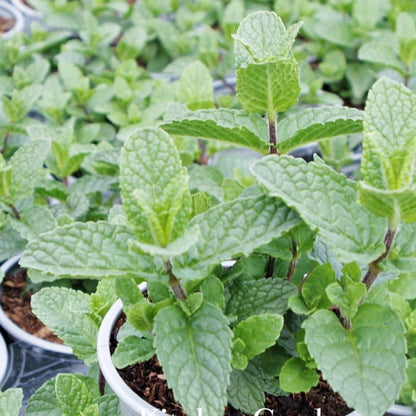 Spanish Mint | Spanish Mint – Gardeners Dream
