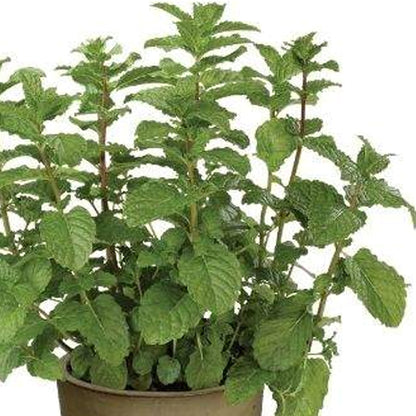 Spanish Mint | Spanish Mint – Gardeners Dream