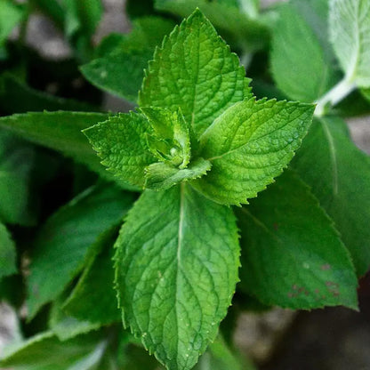 Spanish Mint | Spanish Mint – Gardeners Dream