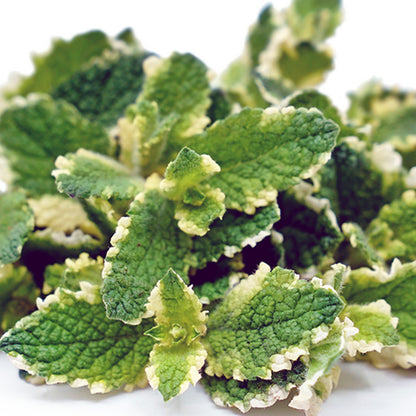Variegated Apple Mint | Mint Apple – Gardeners Dream