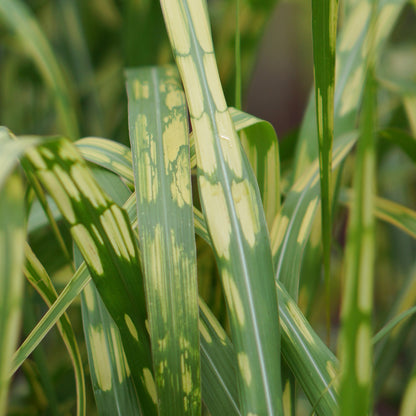 Miscanthus 'Alligator' | Banded Japanese Silver Grass – Gardeners Dream
