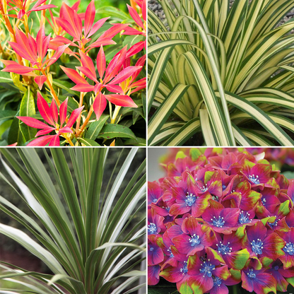 Shrub Mix | Mixed Varieties – Gardeners Dream