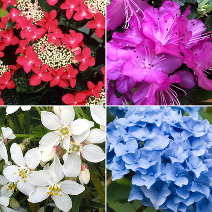 Shrub Mix | Mixed Varieties – Gardeners Dream