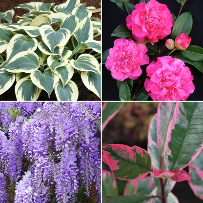 Shrub Mix | Mixed Varieties – Gardeners Dream