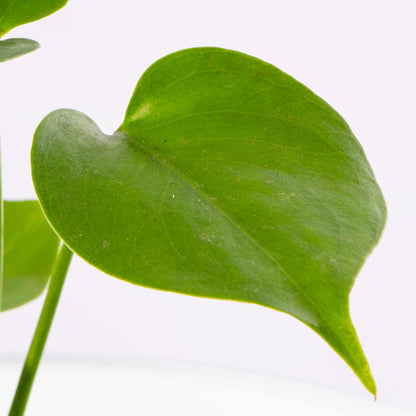 Baby Monstera deliciosa | Swiss Cheese Plant – Gardeners Dream