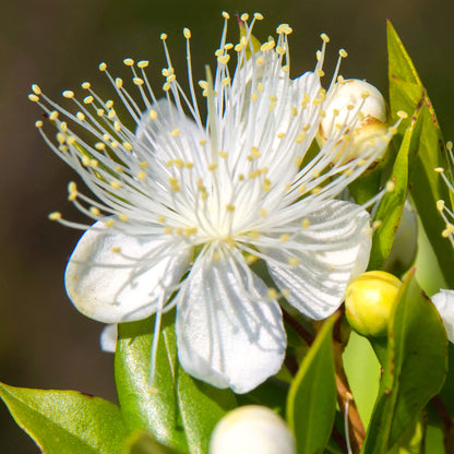 Myrtus communis | Common Myrtle – Gardeners Dream