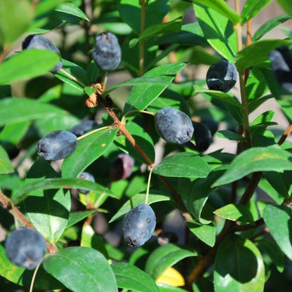 Myrtus communis | Common Myrtle – Gardeners Dream