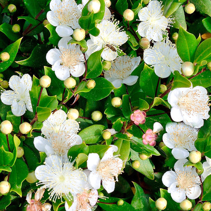 Myrtus communis | Common Myrtle – Gardeners Dream