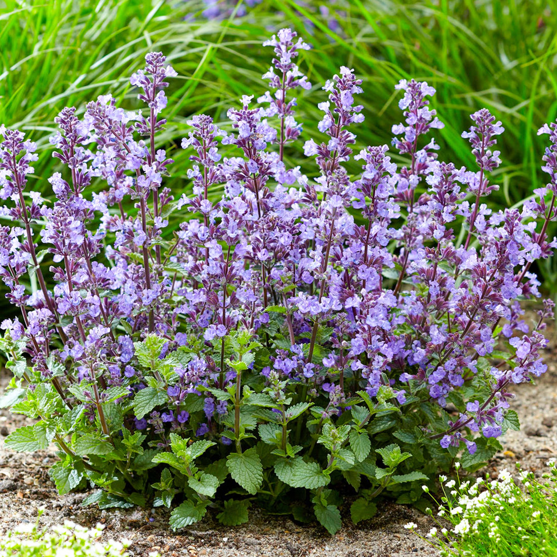 Nepeta 'Purrsian Blue' | Garden Catmint – Gardeners Dream