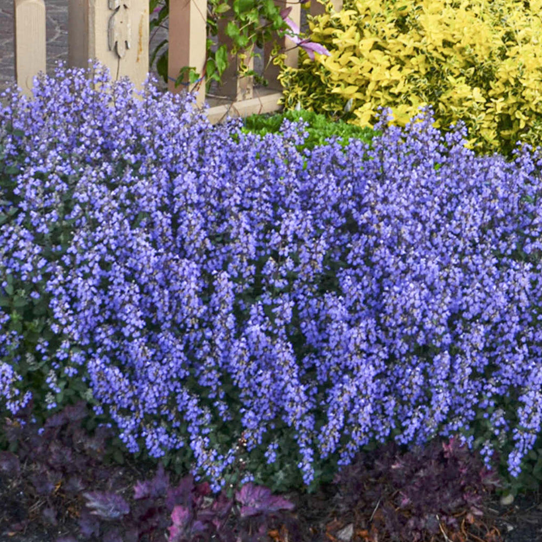 Nepeta 'Purrsian Blue' | Garden Catmint – Gardeners Dream
